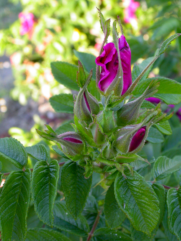 Rose : Roseraie de l'Hay