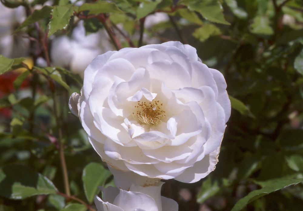 Rose : Iceberg Climber