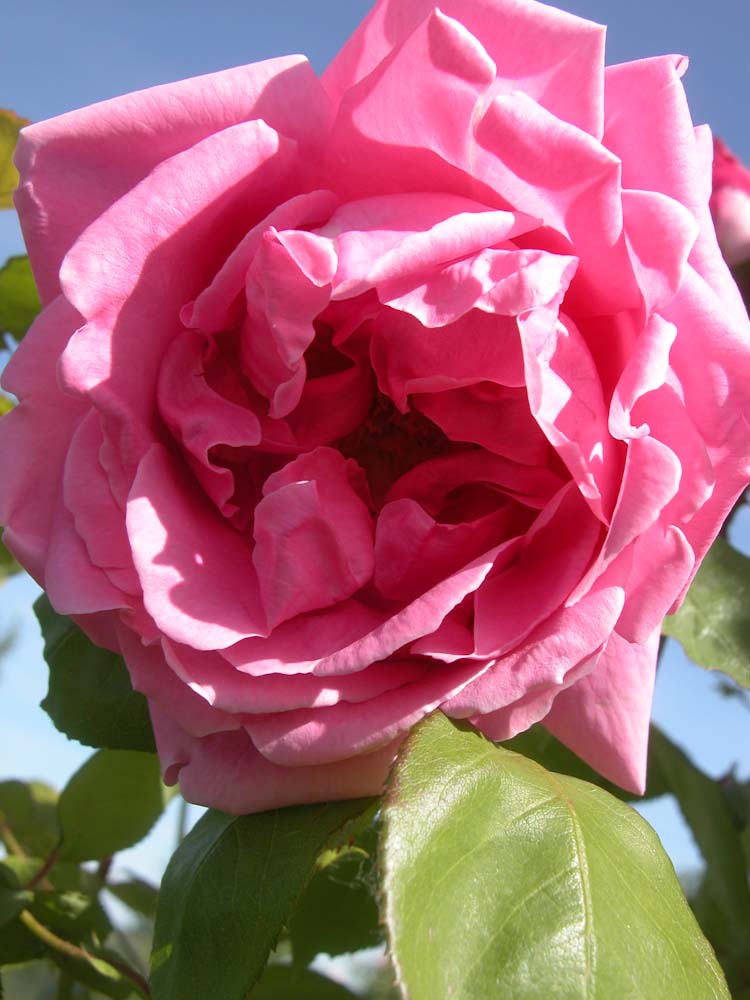Rose La France at Alan Darlington blog
