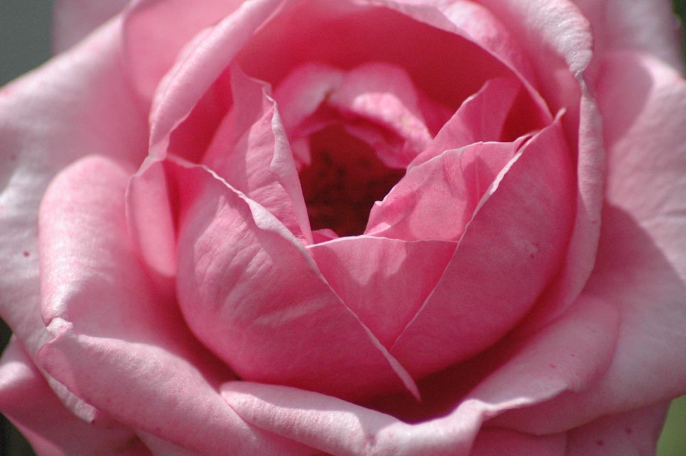 Rose La France at Alan Darlington blog