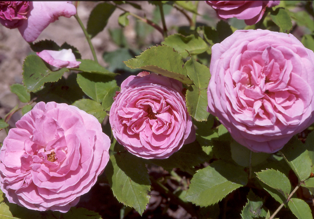 Rose : Reine Victoria