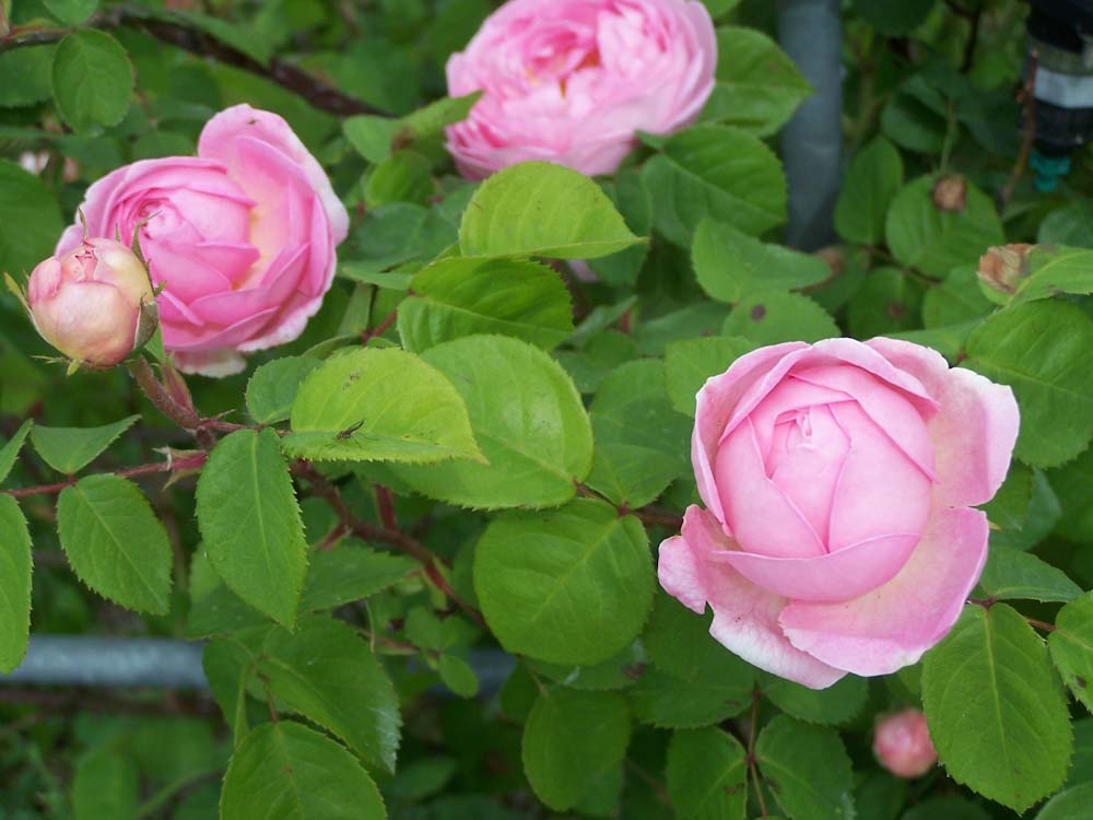Rose : Reine Victoria