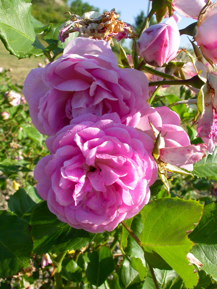 Rose : Lavender Lassie