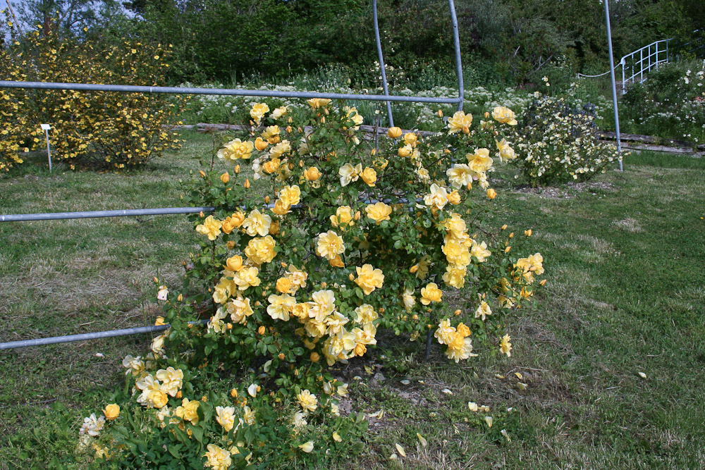 Rose : Lawrence Johnston