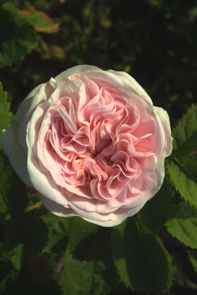 Small Maiden's Blush Rose ~ Camellia Sasanqua Varieties And Images ...