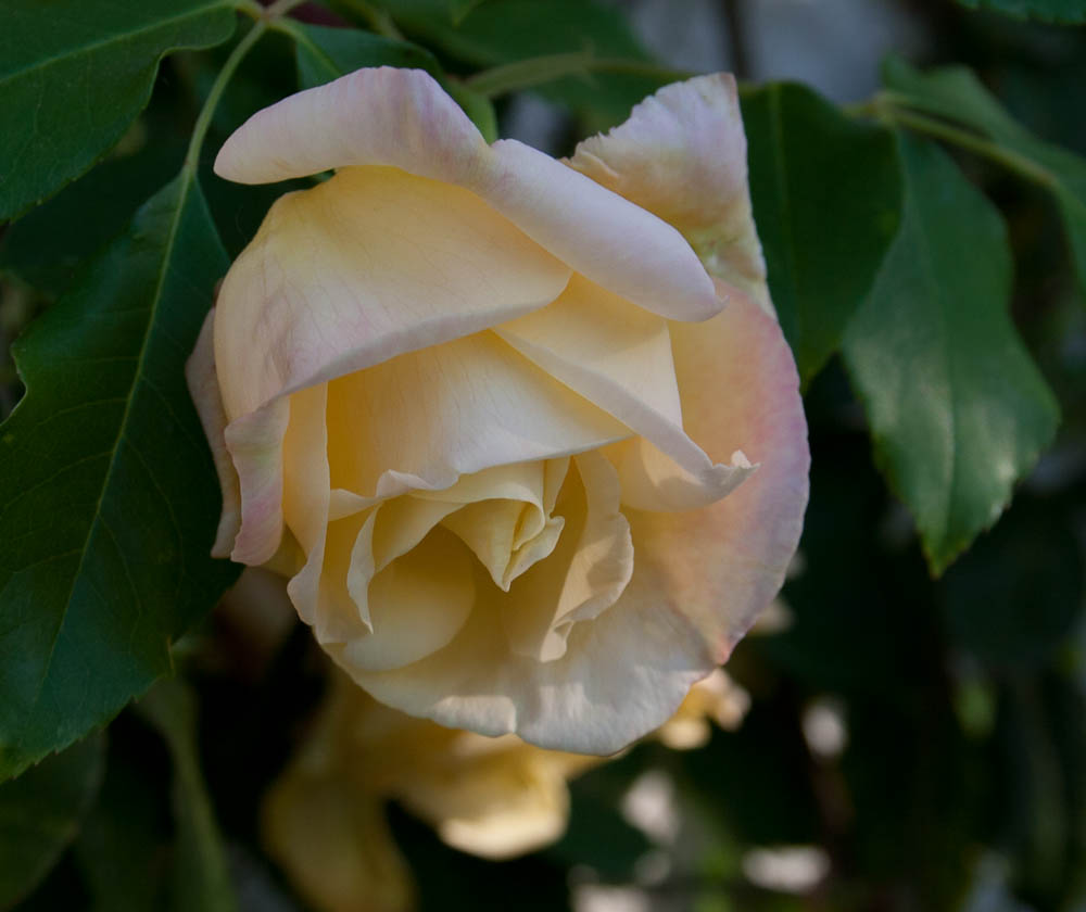 Rose : Marechal Niel