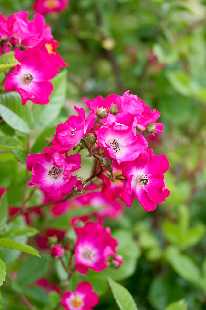 Rose : Marjorie Fair