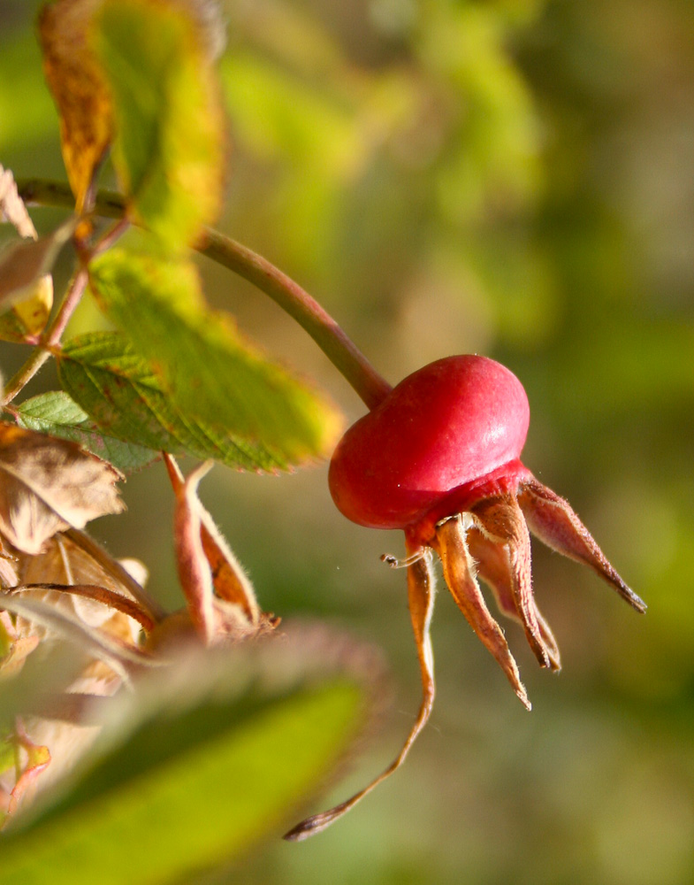 Rose : Martin Frobisher