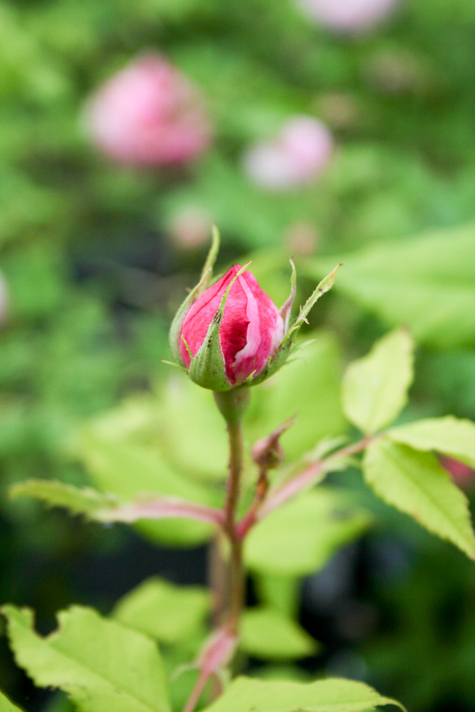 Rose : Madame Pierre Oger