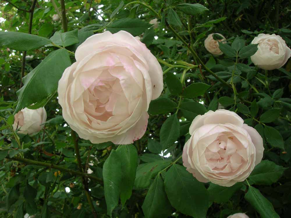 Rose : Madame Pierre Oger