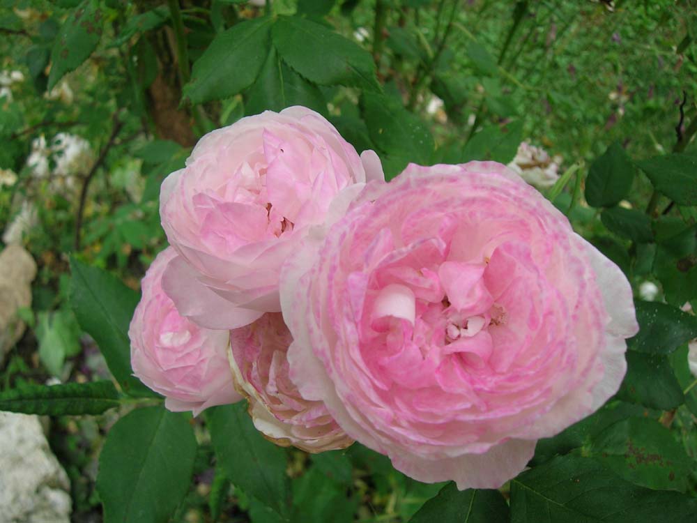 Rose : Madame Pierre Oger