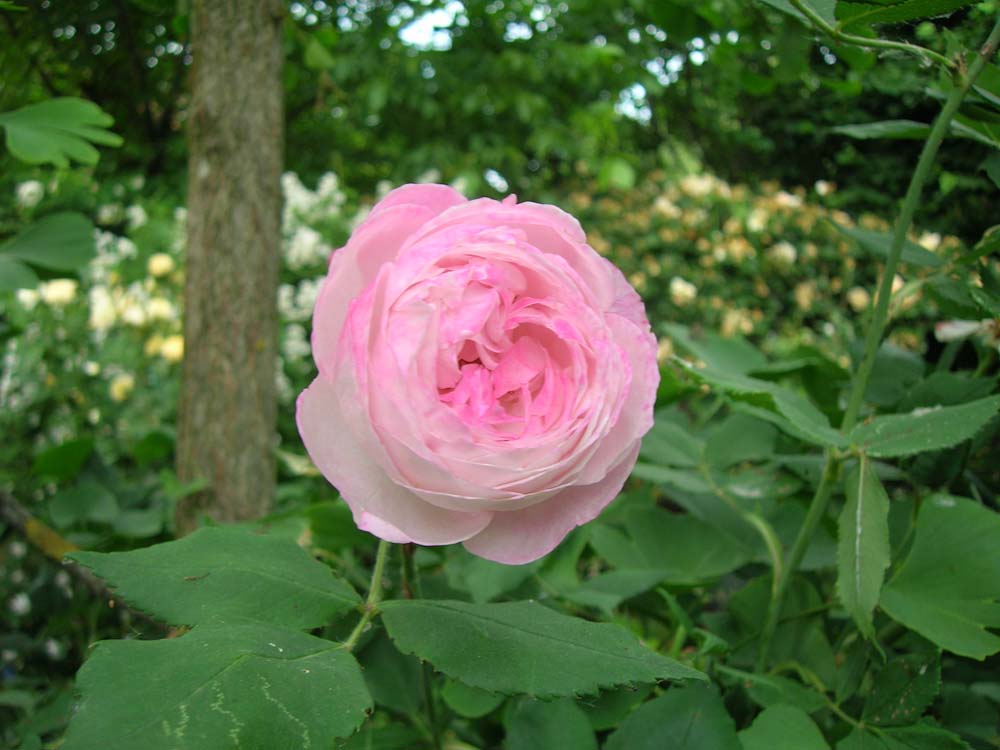 Rose : Madame Pierre Oger