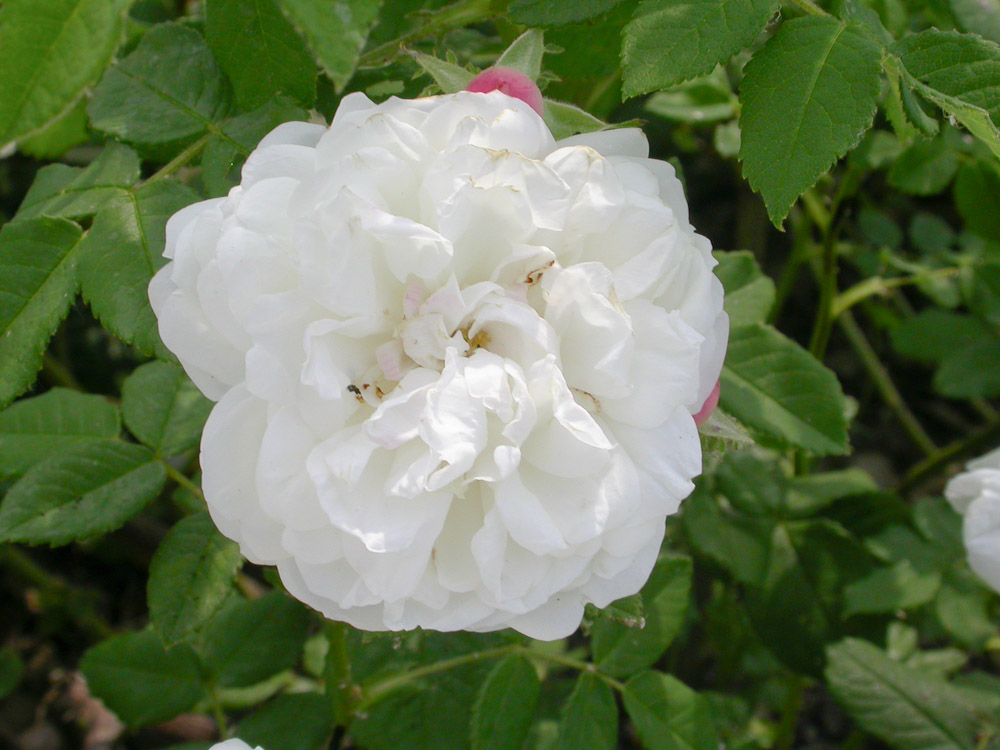 Rose : Madame Plantier