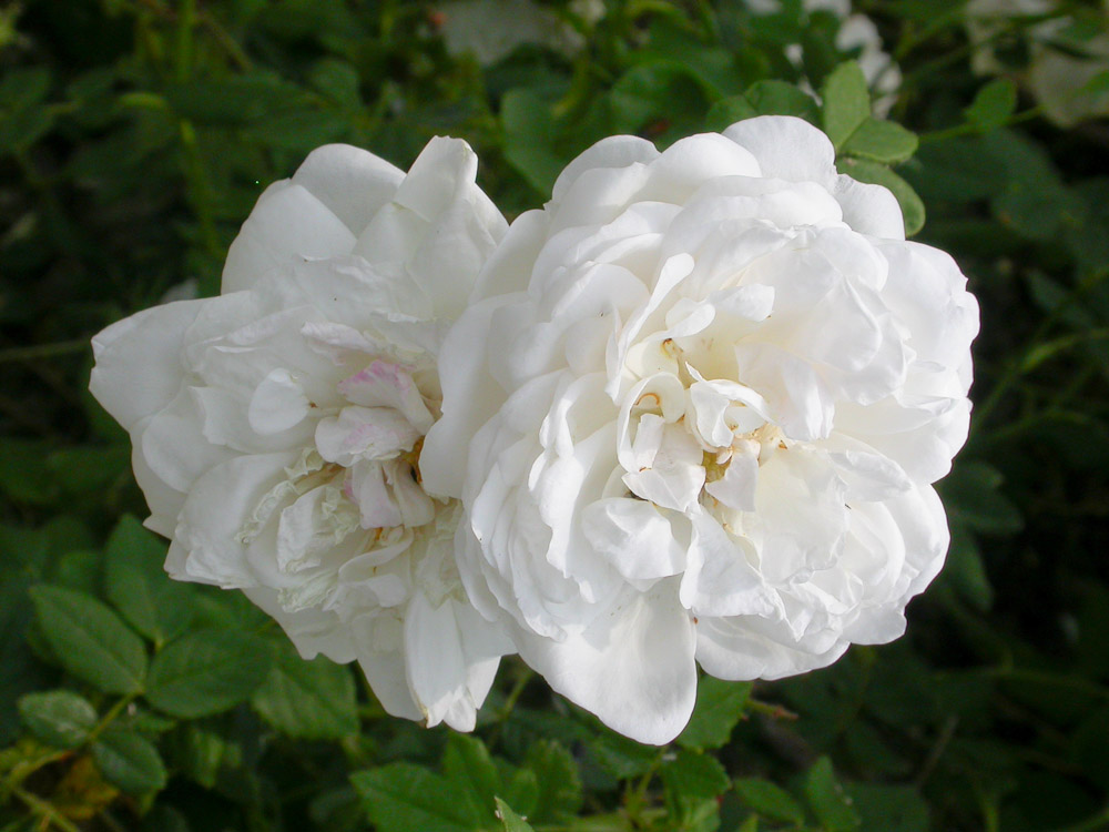 Rose : Madame Plantier
