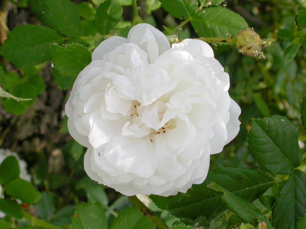 Rose : Madame Plantier