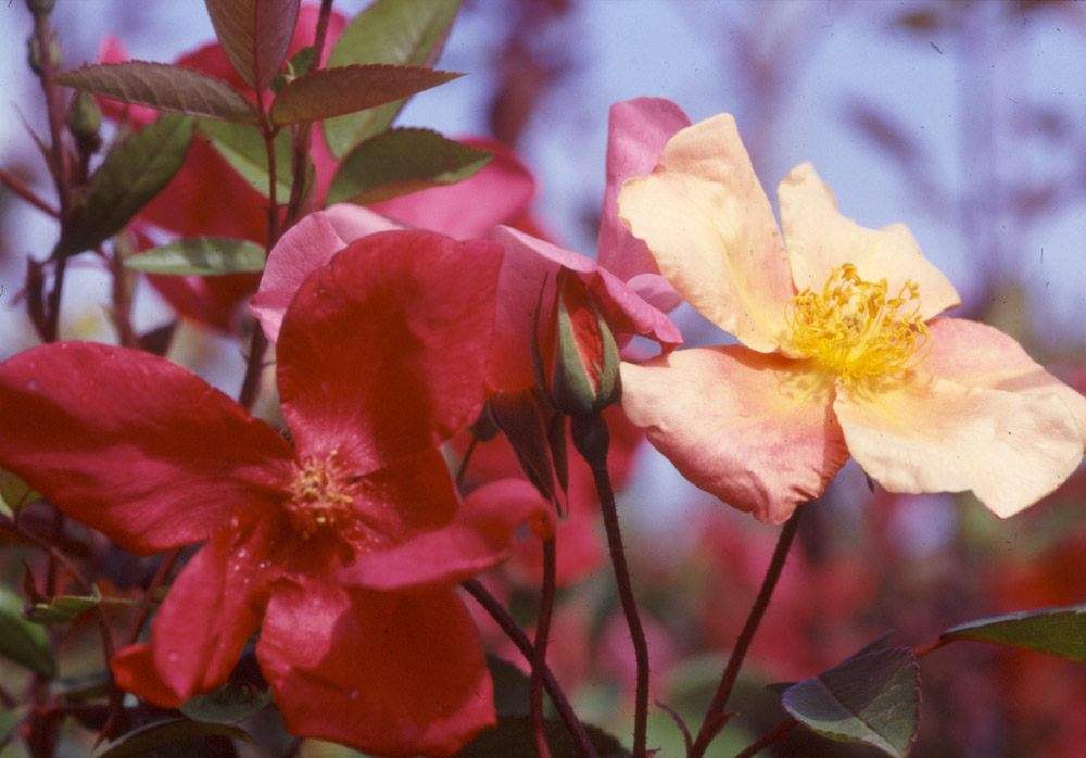 Rose : Mutabilis