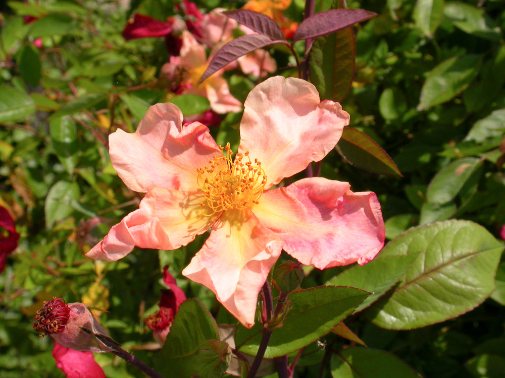 Rose : Mutabilis