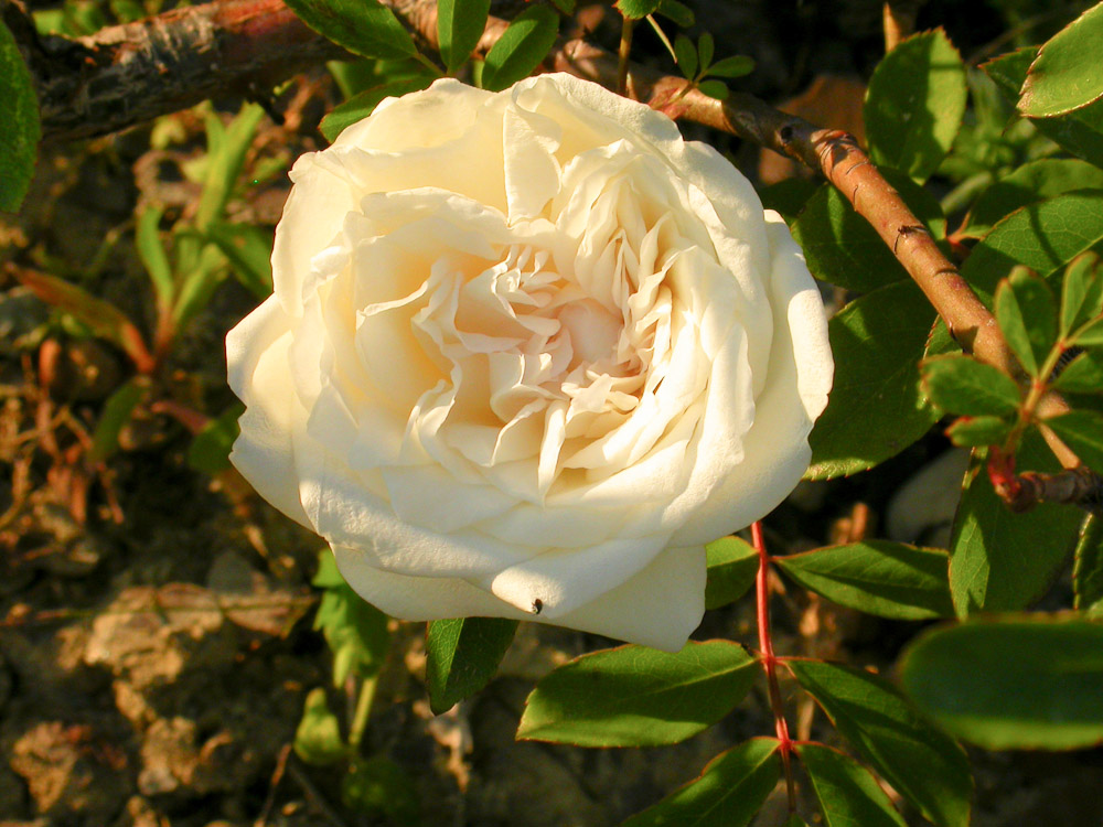 Rose : Parks Yellow Tea-scented China