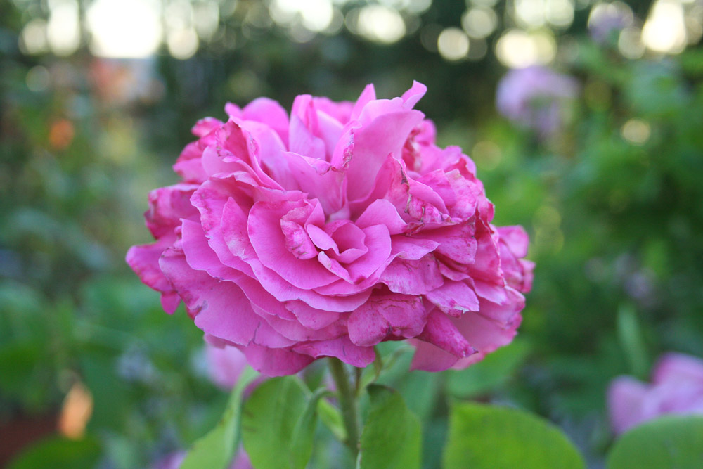 Rose : Paul Neyron