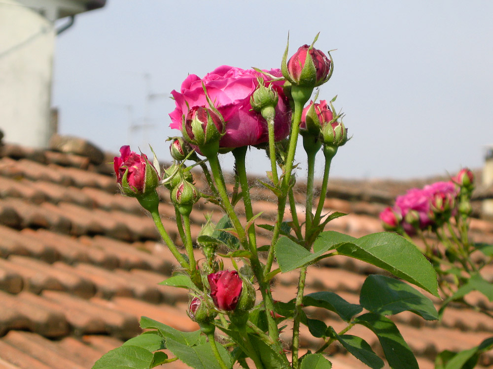 Rose : Paul Neyron