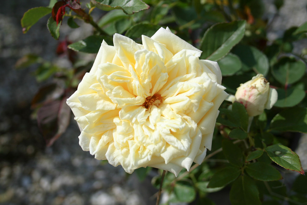 Rose : Perle des Jardins