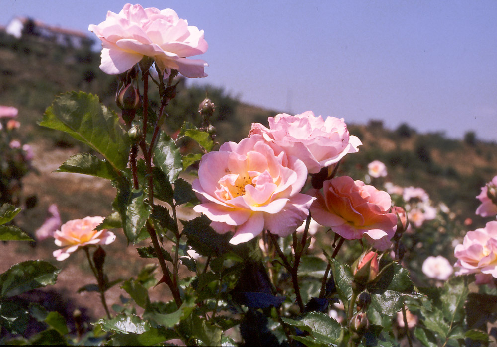 Rose : Poulsen's Park Rose