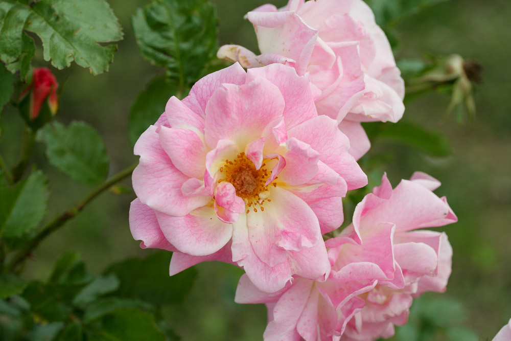 Rose : Poulsen's Park Rose