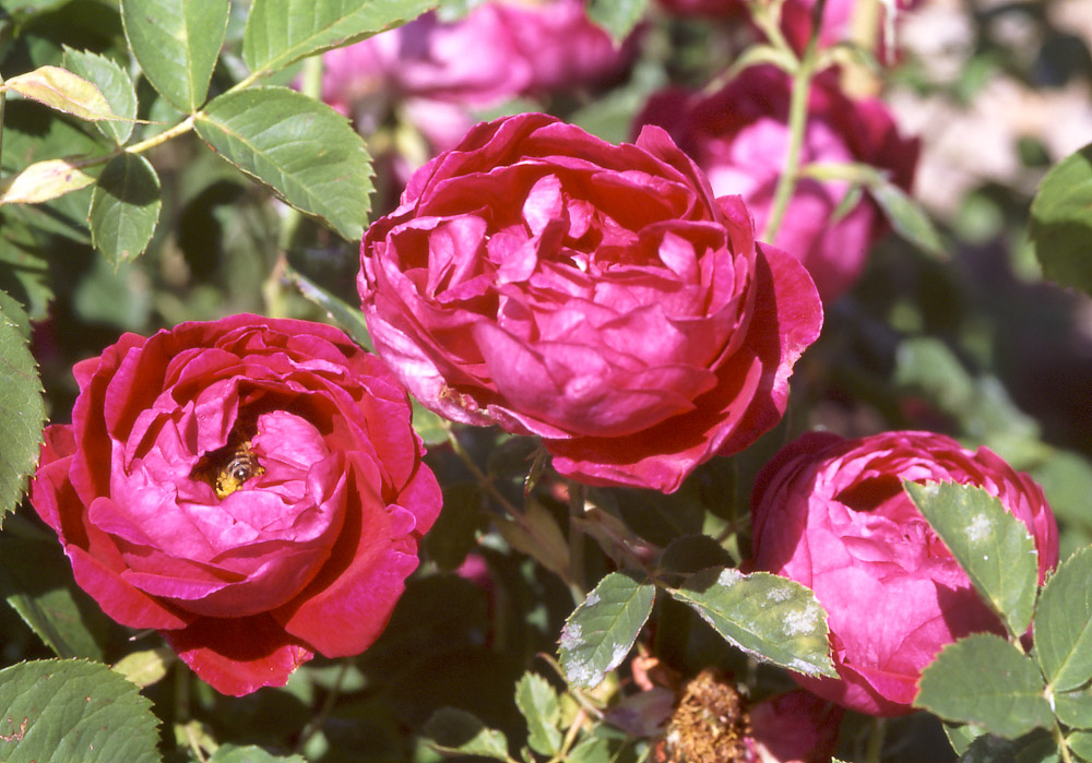 Rose : Prince Charles