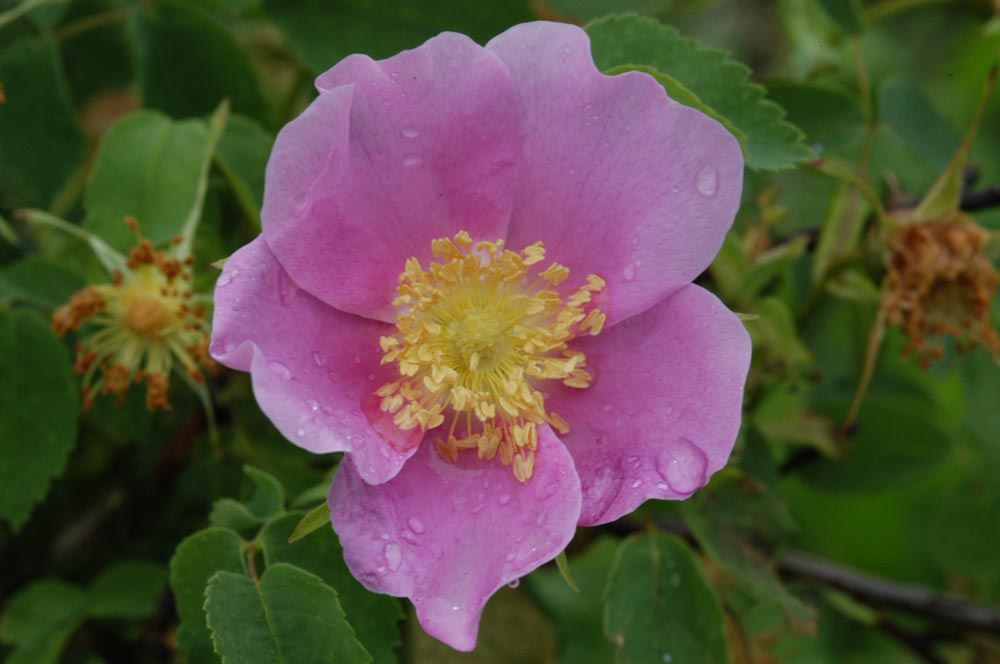Rose : R. davidii