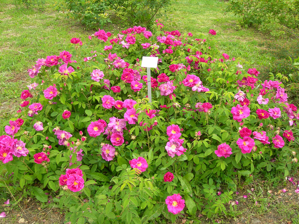 Rose : Rosa gallica officinalis