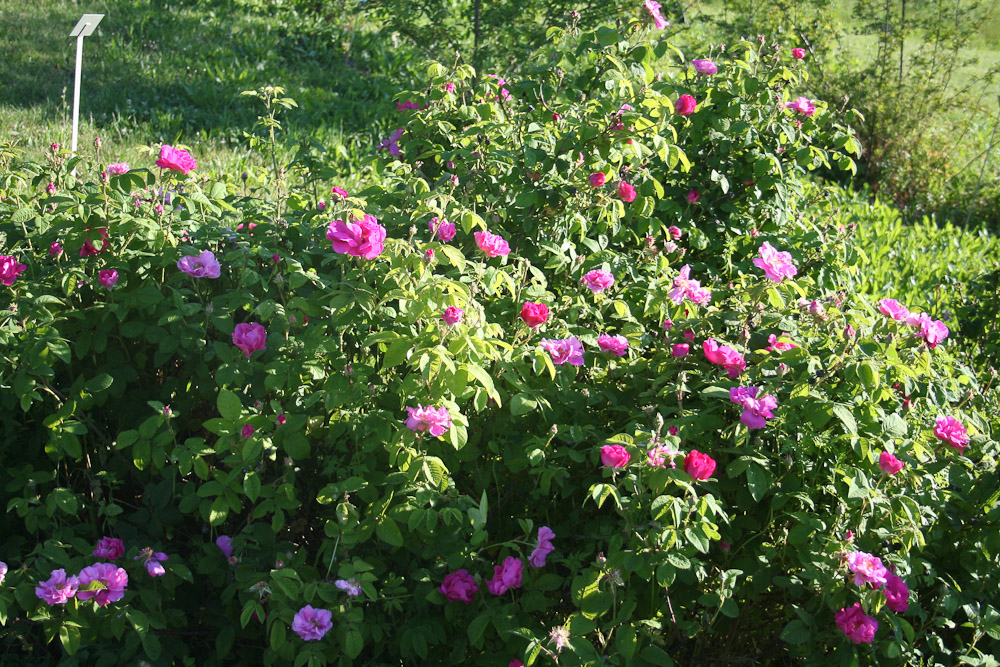 Rose : Rosa gallica officinalis