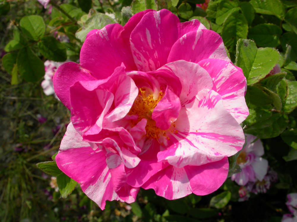 Rose : R. gallica versicolor