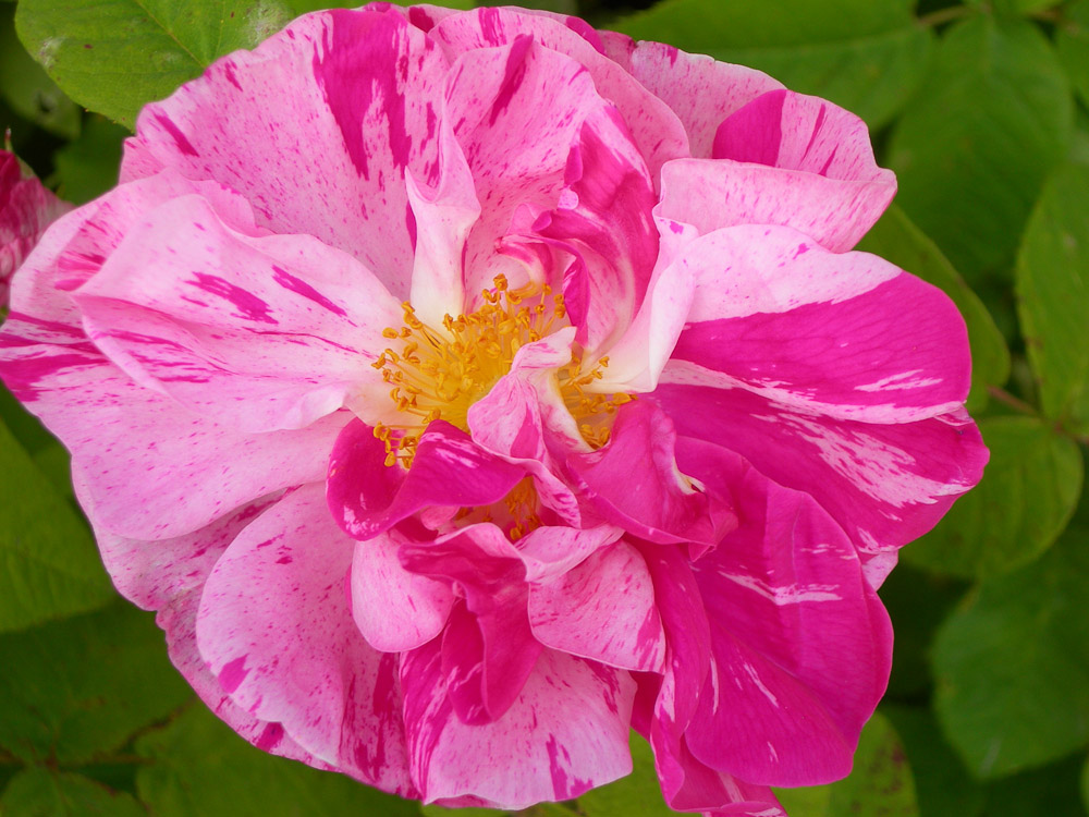 Rose : R. gallica versicolor