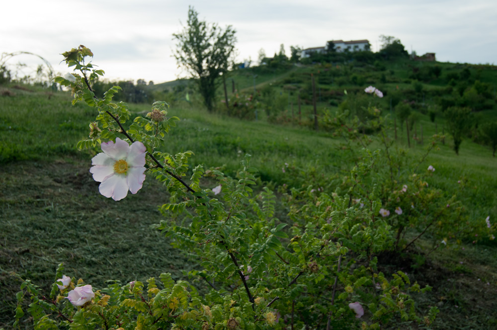 Rose : R. roxburghii normalis