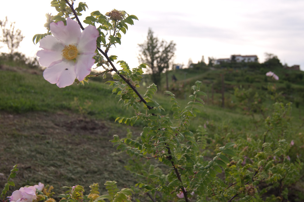 Rose : R. roxburghii normalis