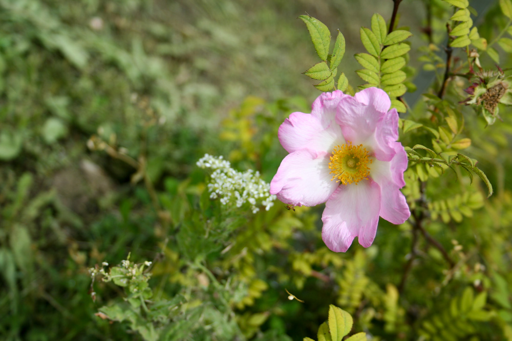 Rose : R. roxburghii normalis