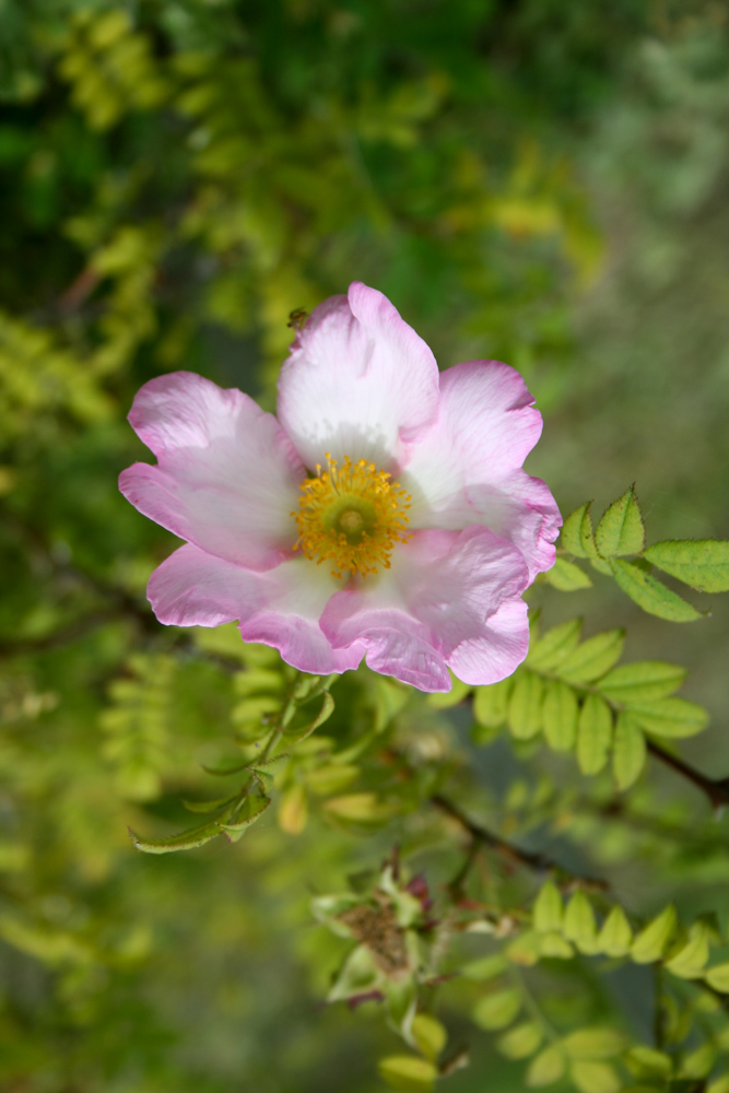 Rose : R. roxburghii normalis