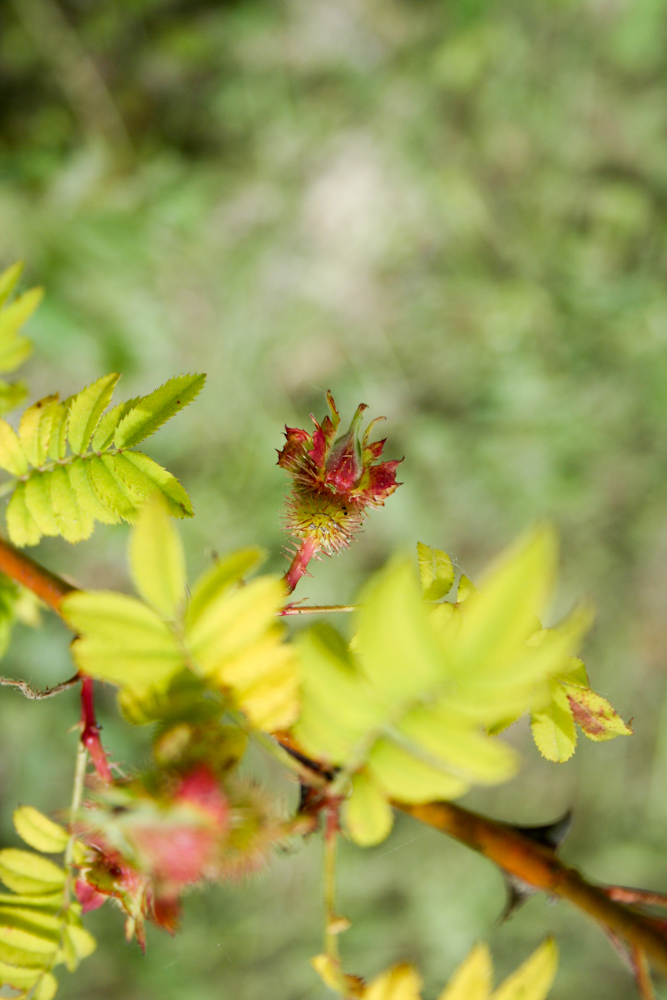 Rose : R. roxburghii normalis