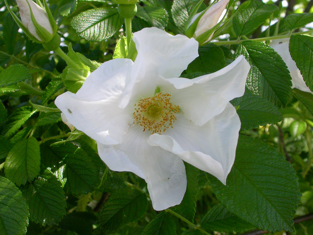 Rose : R. rugosa alba