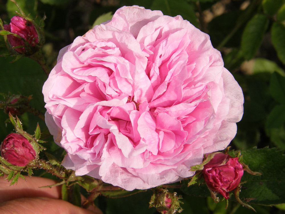 Rose : Cabbage Rose