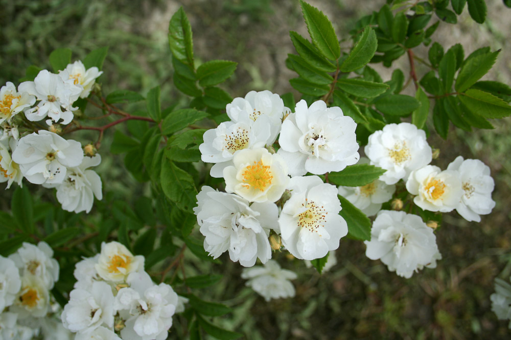 Rose : Rambling Rector