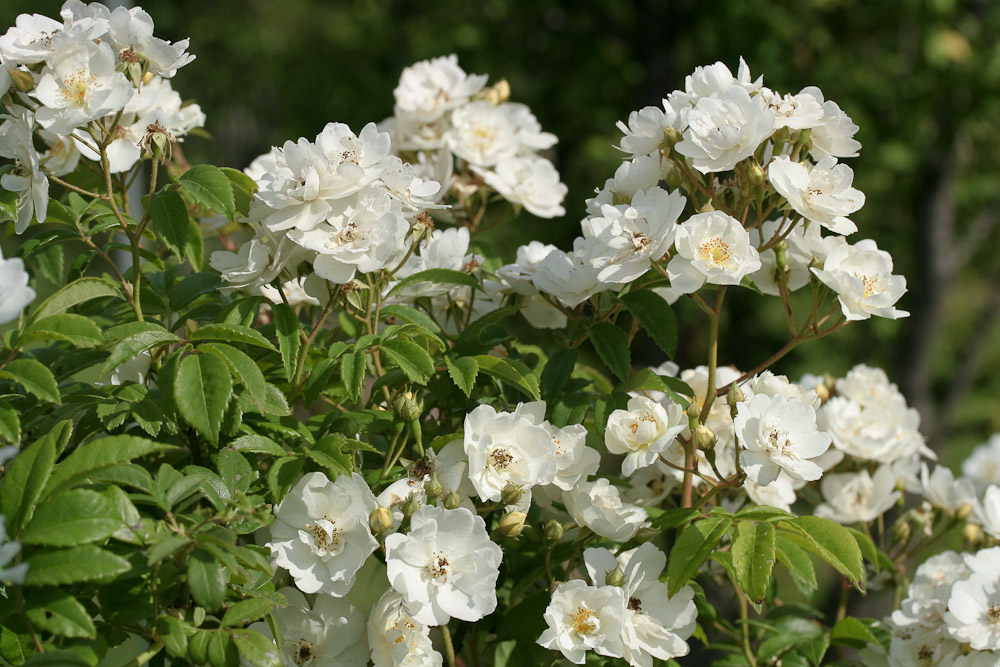 Rose : Rambling Rector
