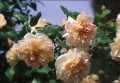 Rose : Jaune Desprez