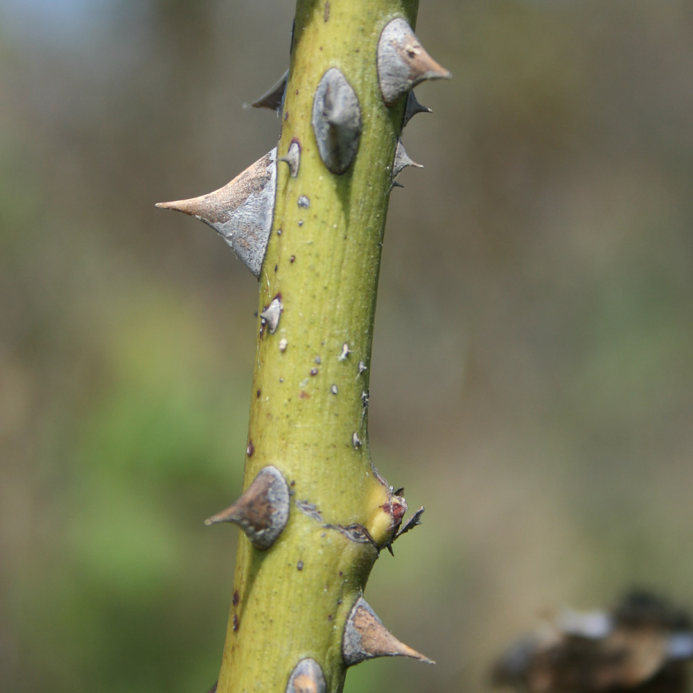 Rose : Rose du Roi a Fleurs Pourpres