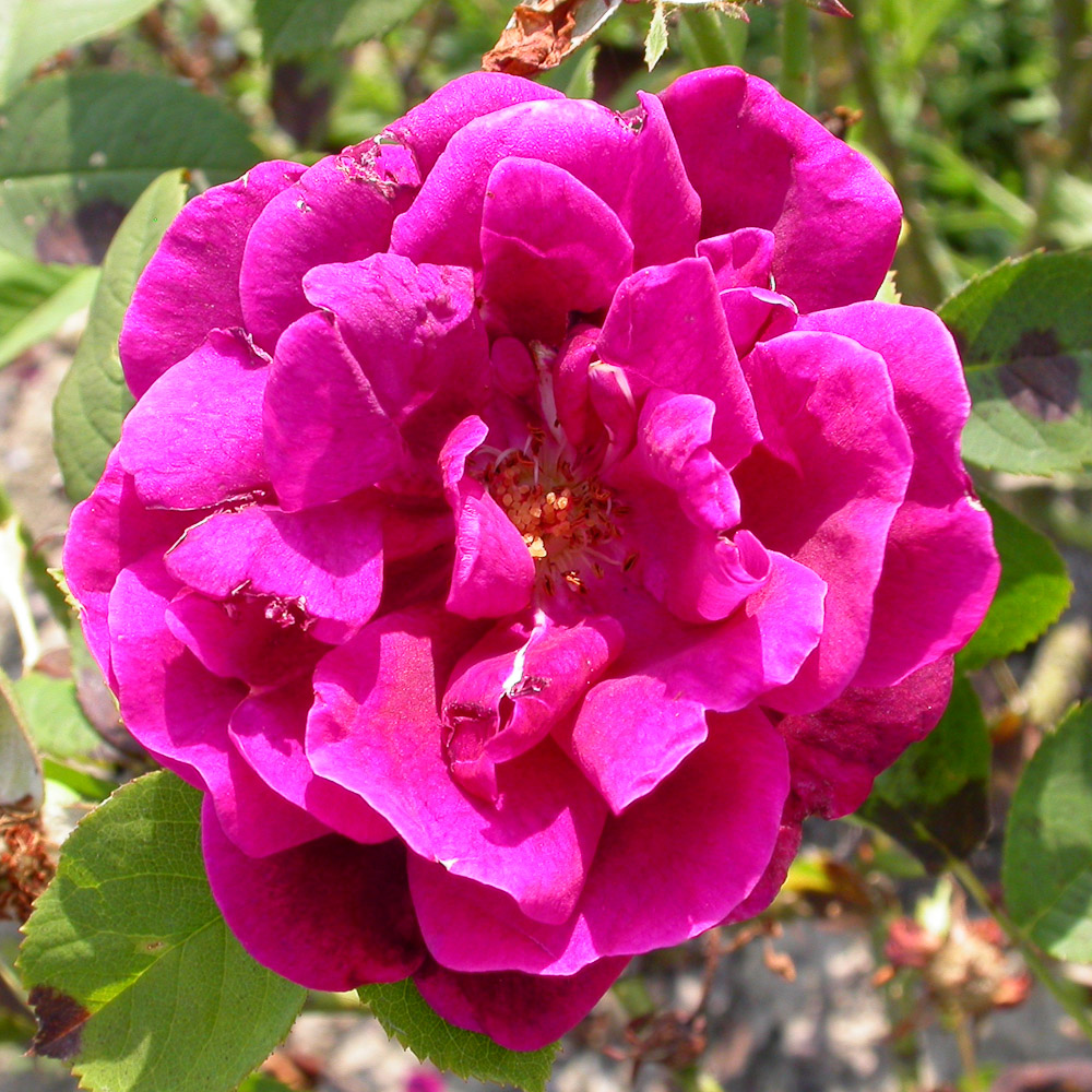 Rose : Rose du Roi a Fleurs Pourpres