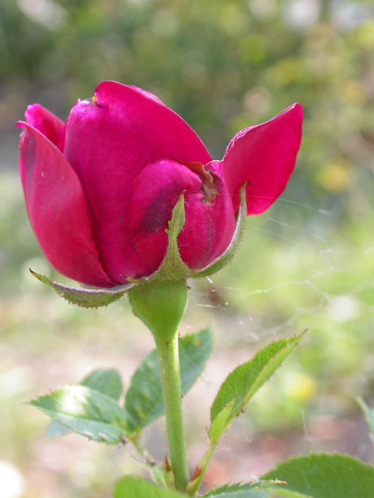 Rose : Rose du Roi a Fleurs Pourpres