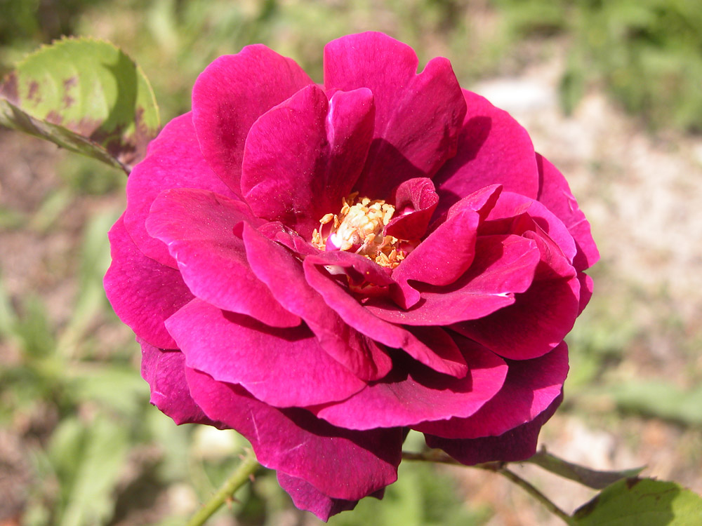 Rose : Rose du Roi a Fleurs Pourpres