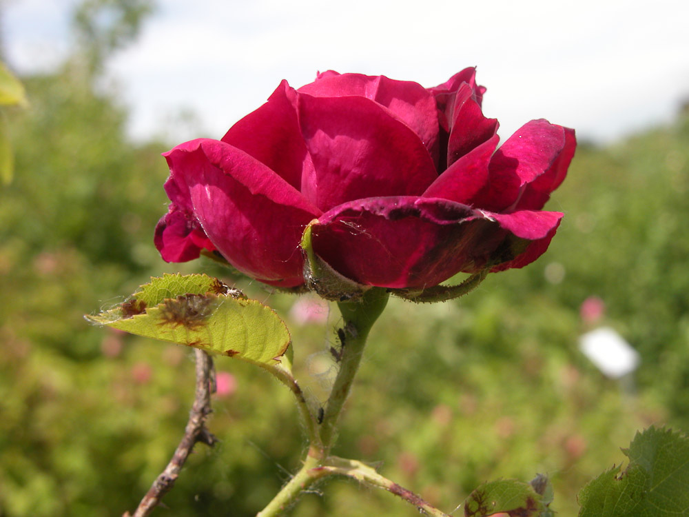 Rose : Rose du Roi a Fleurs Pourpres