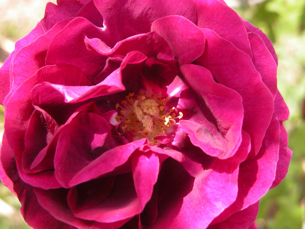 Rose : Rose du Roi a Fleurs Pourpres