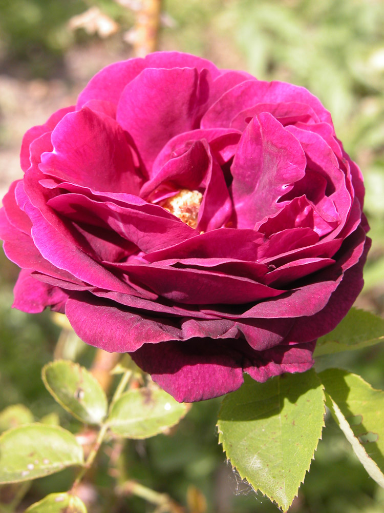 Rose : Rose du Roi a Fleurs Pourpres